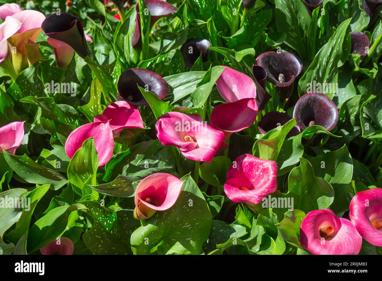 Pink color fresh calla lilly flowers on nature background Stock Photo ...