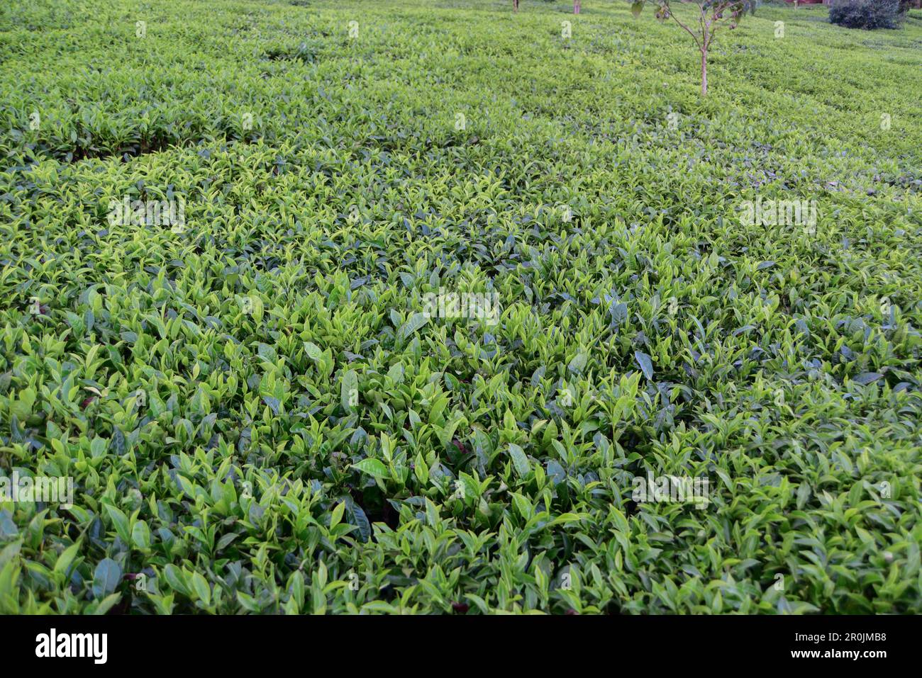 Tea plantation in Central Kenya Stock Photo - Alamy