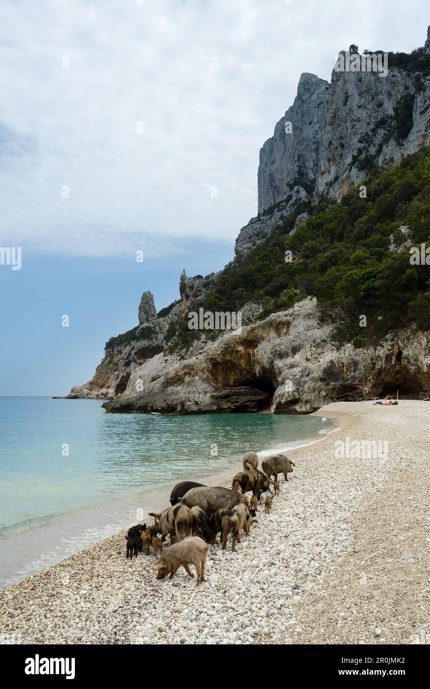 Wild boar (Sus Scrofa, Suidae) and young piglets, on the pebble beach ...