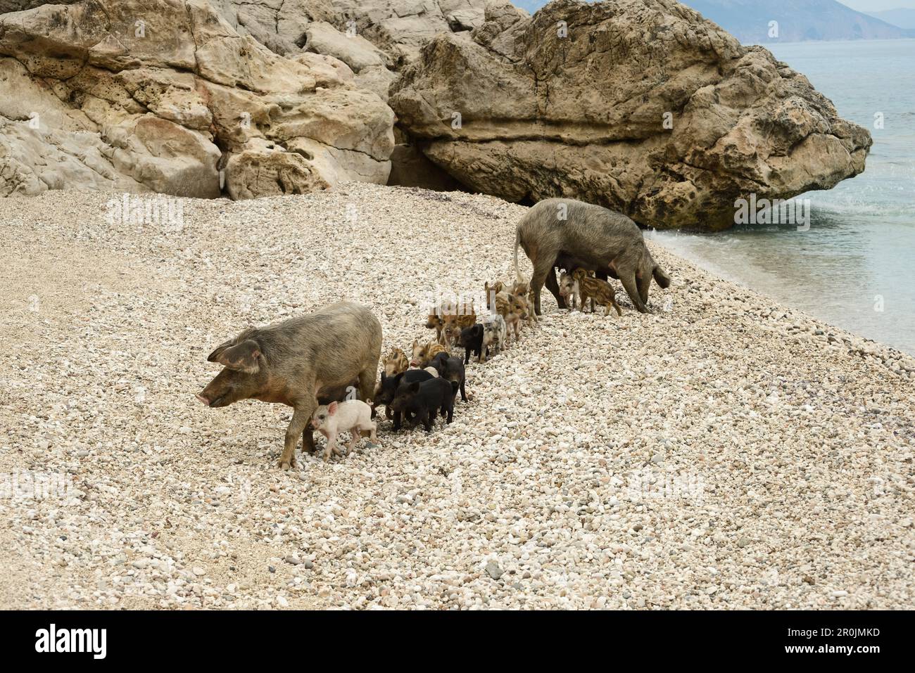 Wild boar (Sus Scrofa, Suidae) and young piglets on the pebble beach of ...