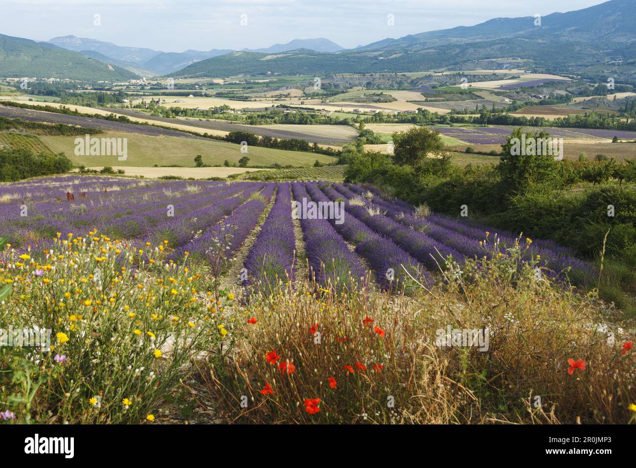 lavender field, lavender, lat. Lavendula angustifolia, near Nyons ...