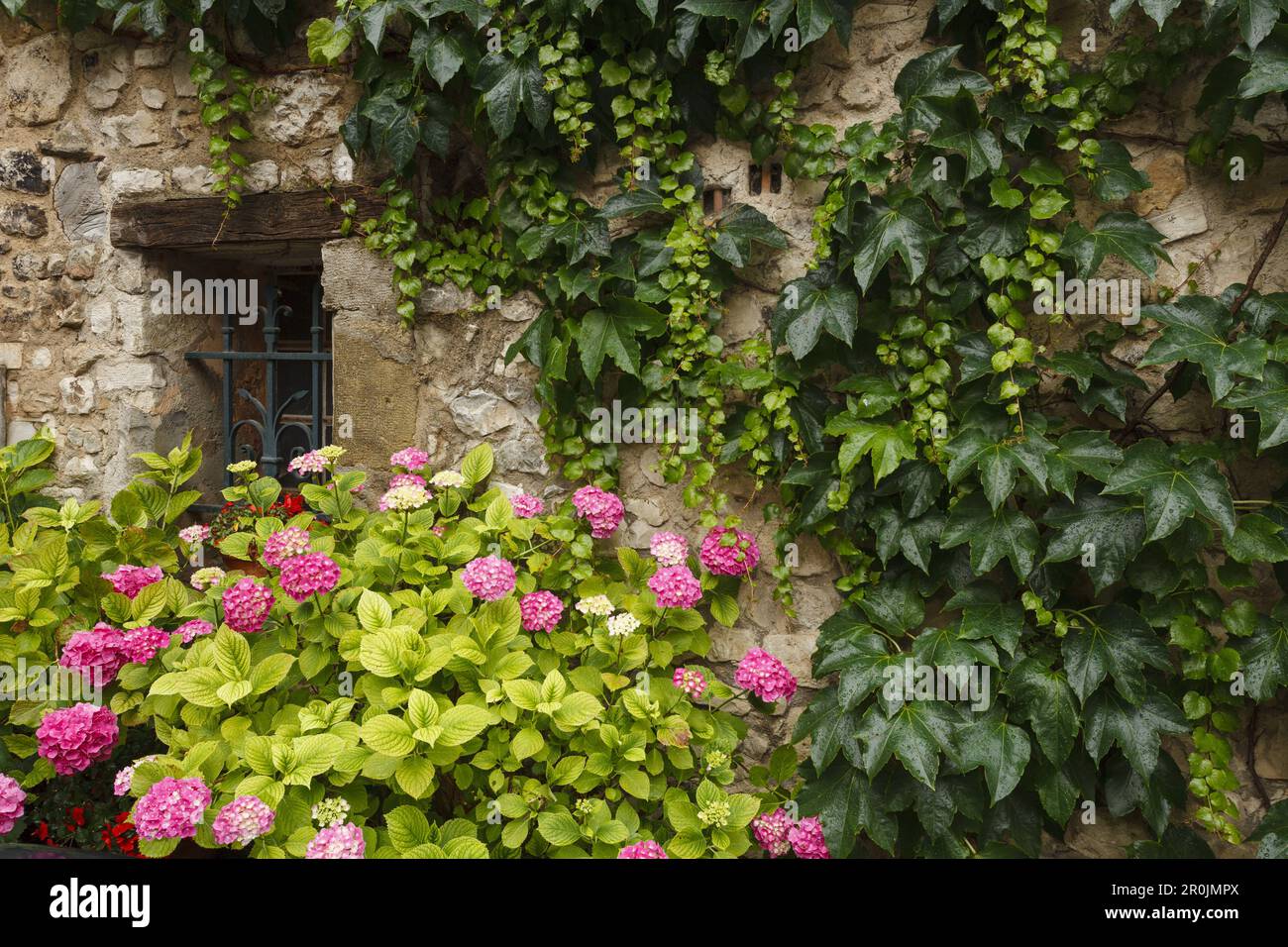 Window with hydrangea, lat. hydrangea, wild wine, old town, Sault ...