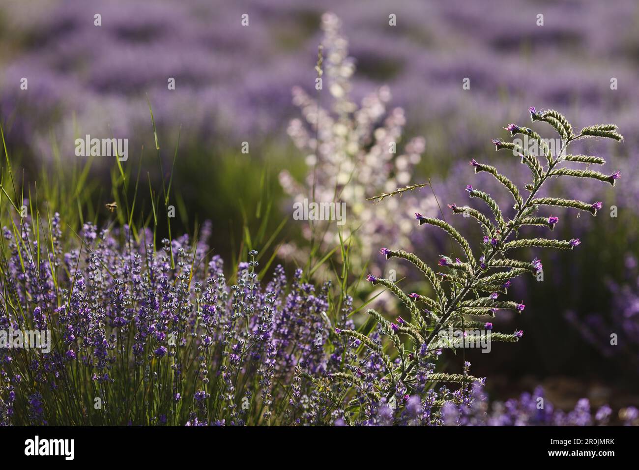 wild flower in a lavender field, lavender, lat. Lavendula angustifolia ...