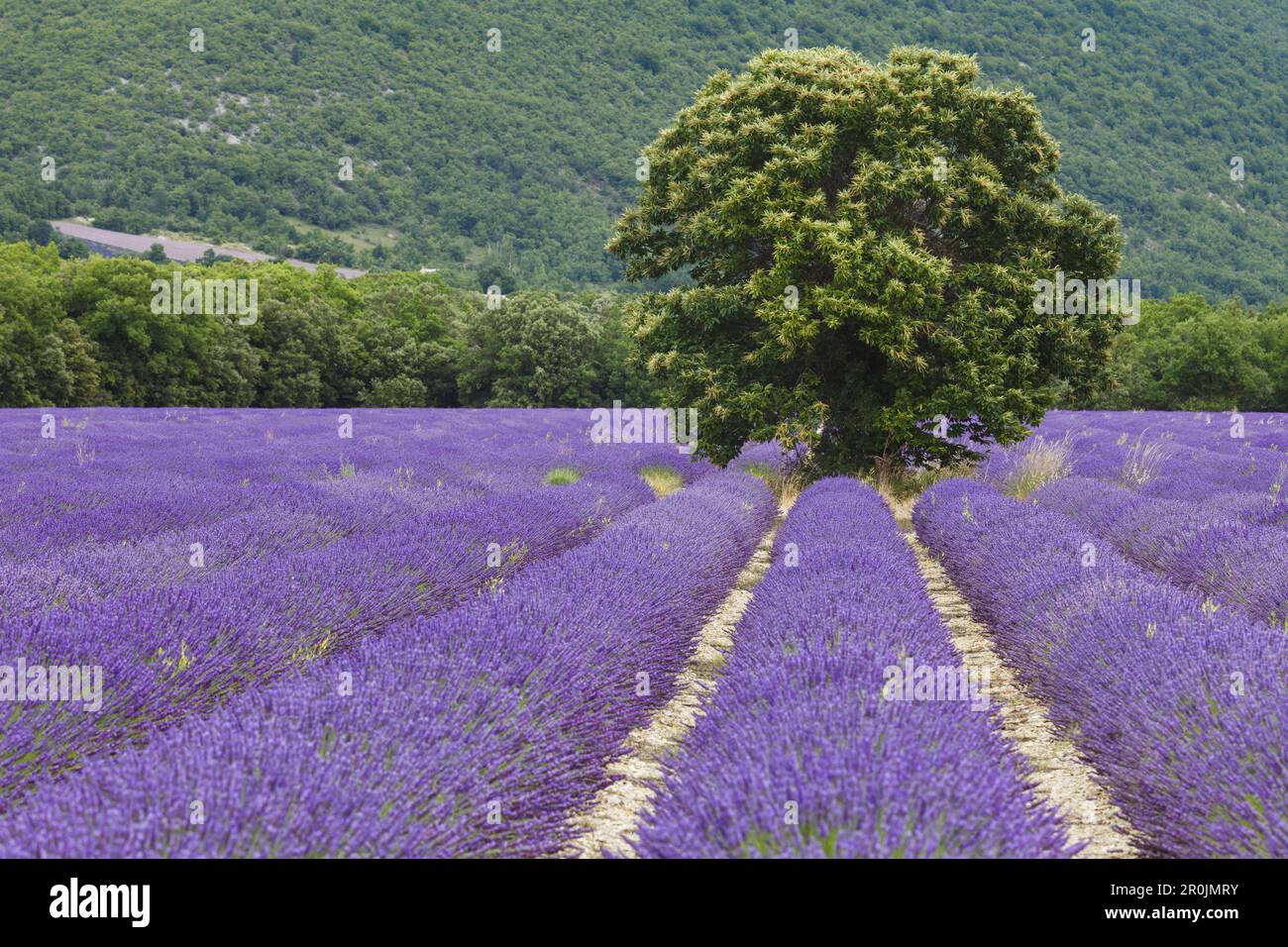 tree in a lavender field, lavender, lat. Lavendula angustifolia, near ...