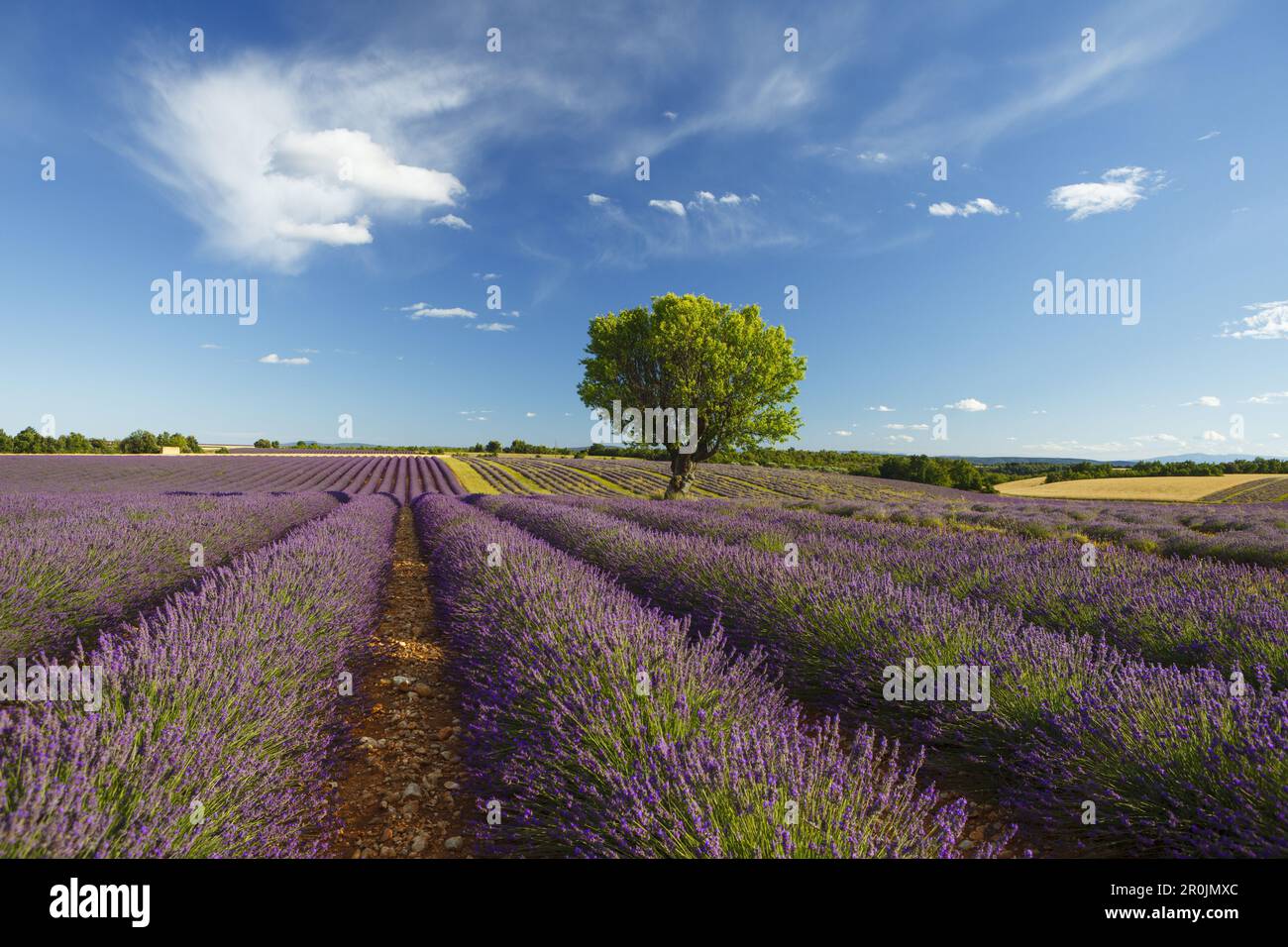 lavender field, lavender, lat. Lavendula angustifolia, tree, high ...