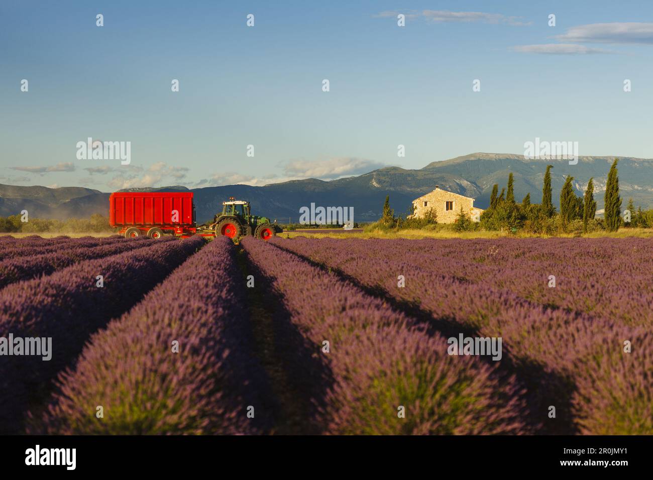 tractor at a lavender harvest, cottage, lavender field, lavender, lat ...