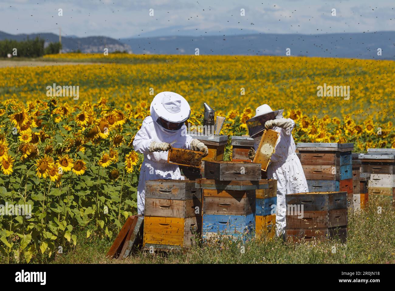 Beekeepers holiday hi-res stock photography and images - Alamy