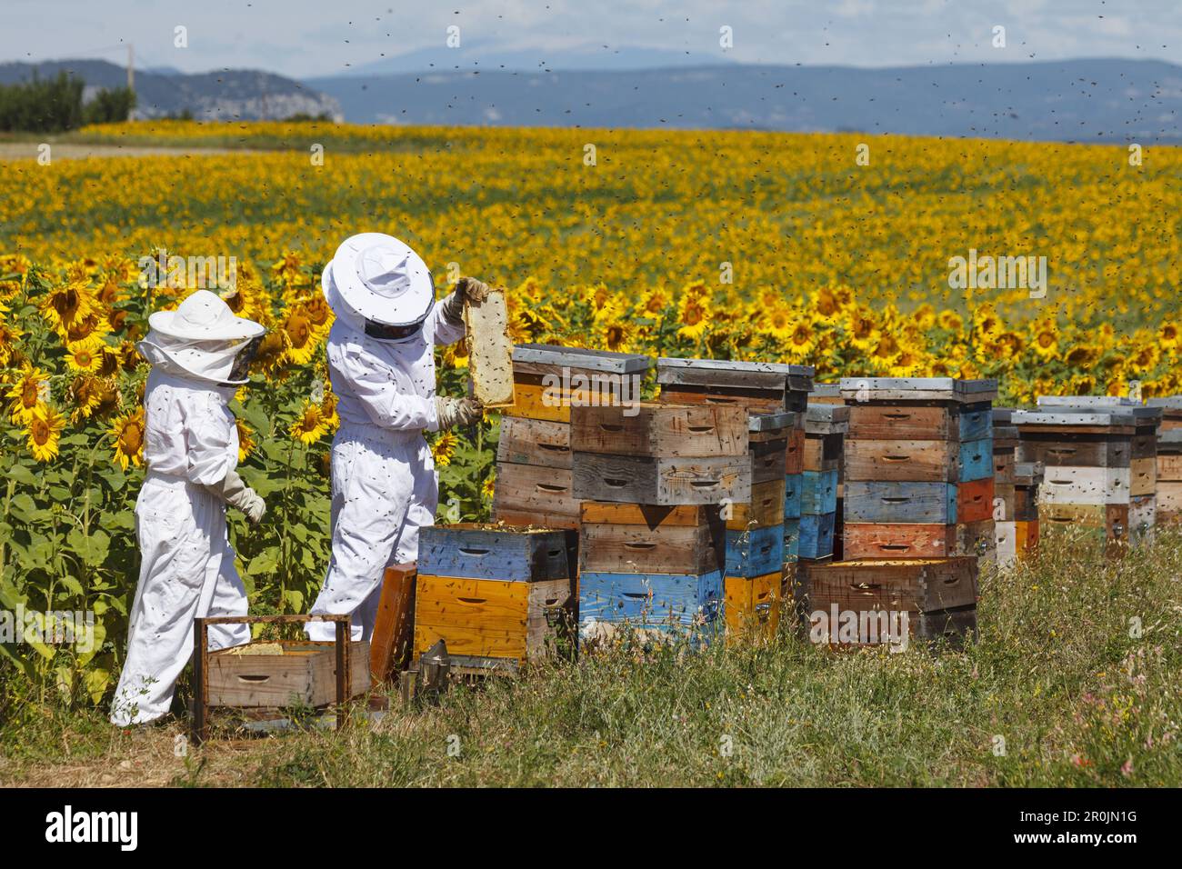 beekeepers working on a beehive in a sunflower field, apiary site ...