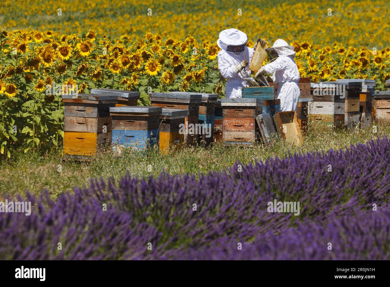 beekeepers working on a behive between a sunflower field and a lavender ...