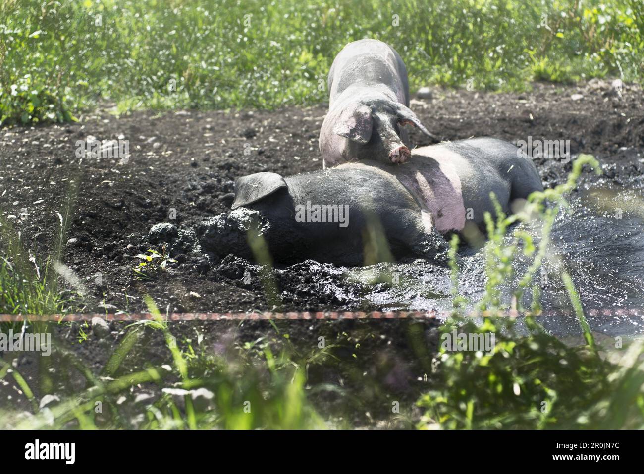 Grazing pigs wallowing in the mud on a pasture. The breed is called ...