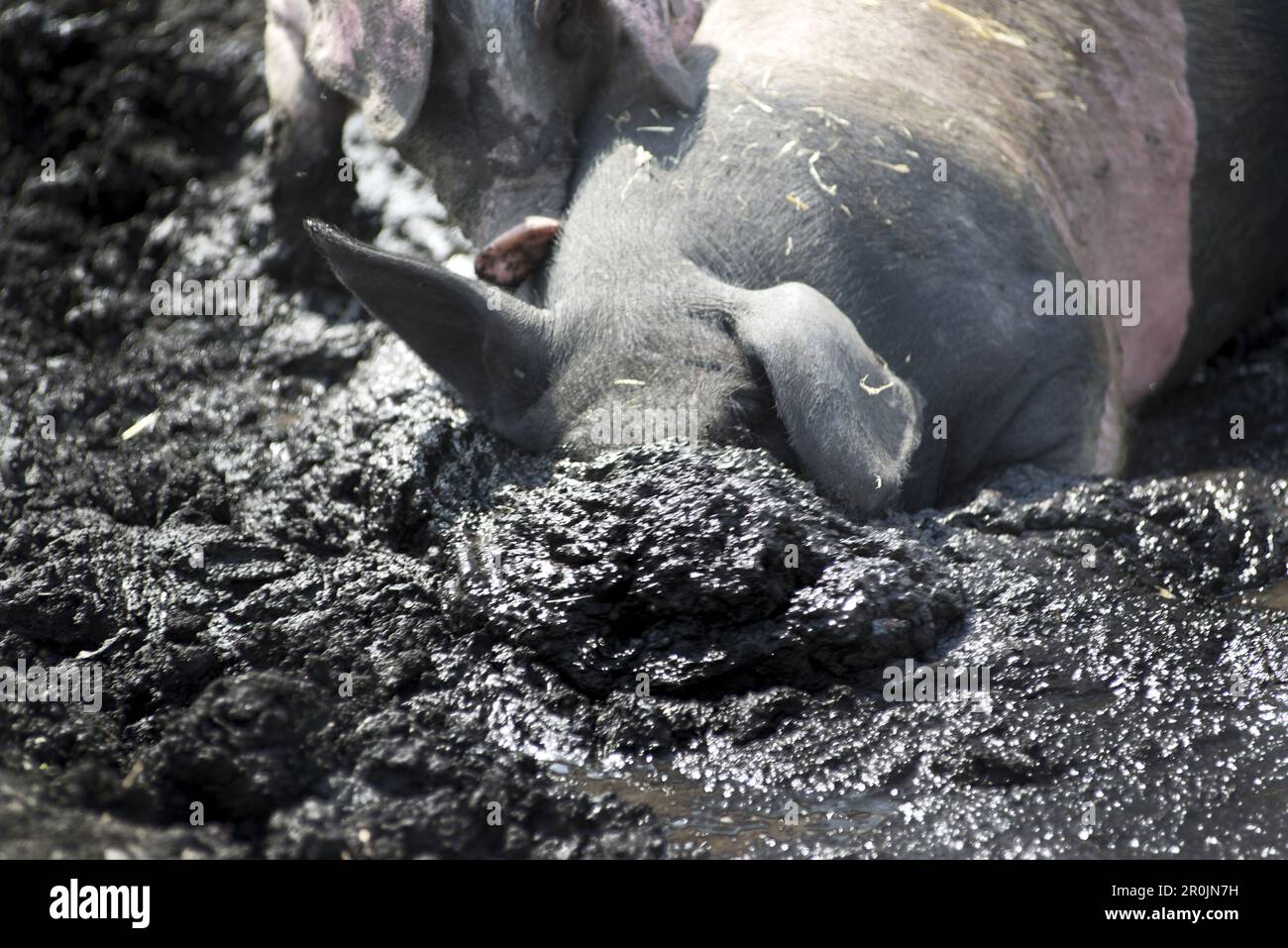 Grazing pigs wallowing in the mud on a pasture. The breed is called ...