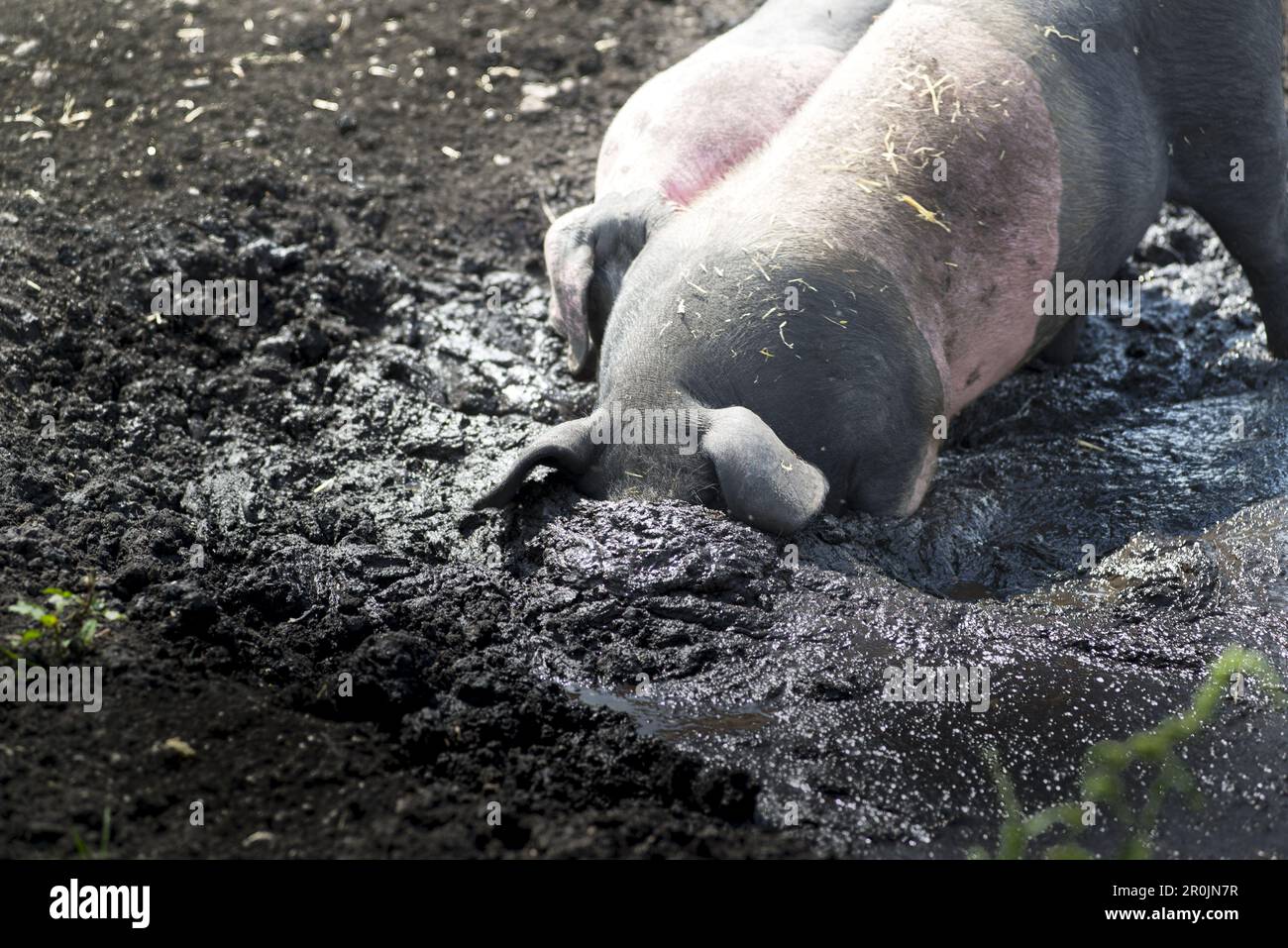 Grazing pigs wallowing in the mud on a pasture. The breed is called ...