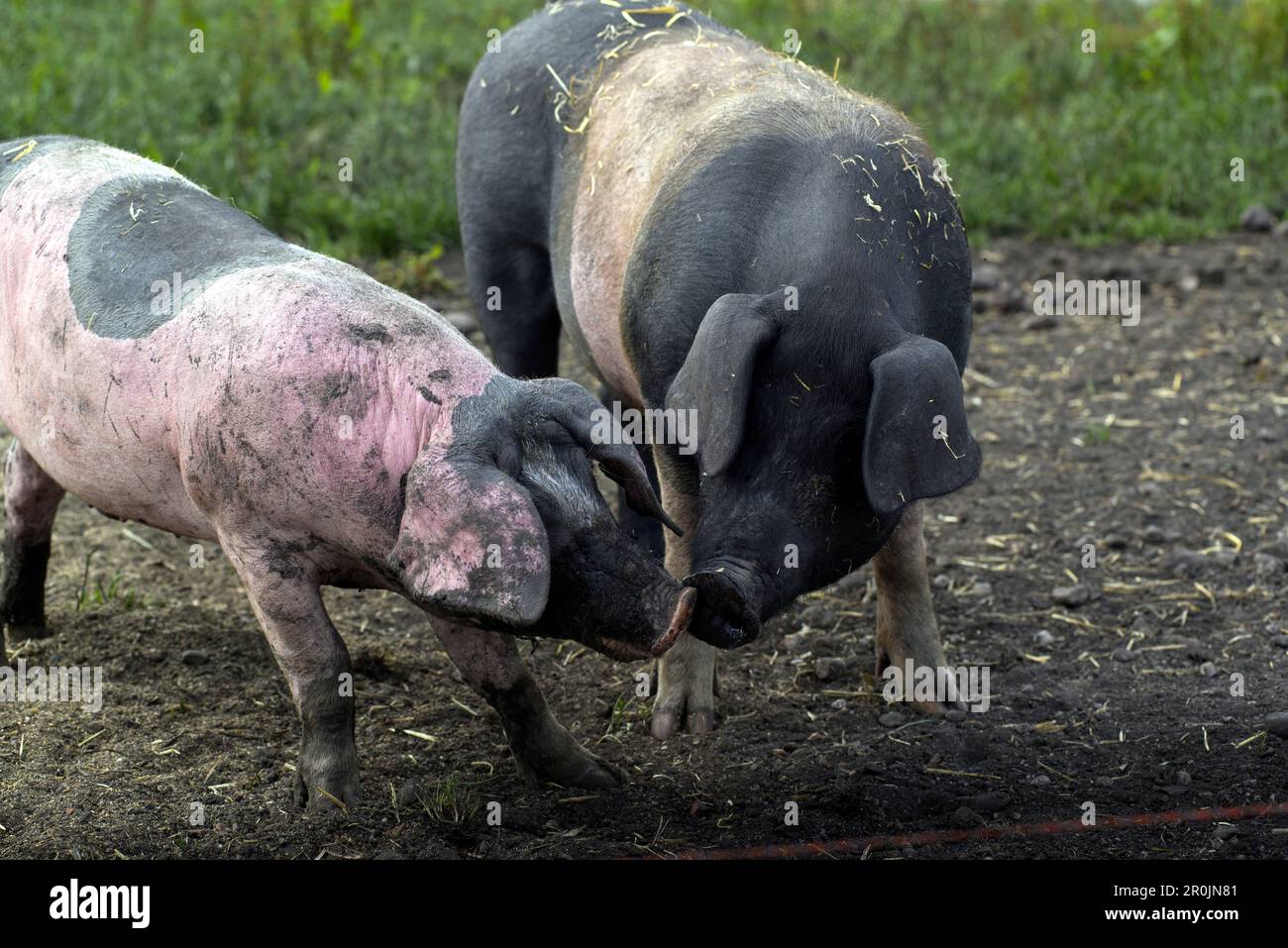 Grazing pigs wallowing in the mud on a pasture. The breed is called ...