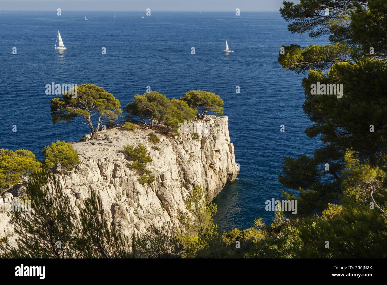 Pine trees at the Calanque de Port-Pin, les Calanques, near Marseille ...