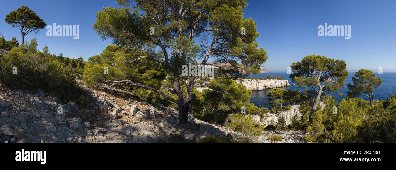 Pine trees at the Calanque de Port-Pin, les Calanques, near Marseille ...