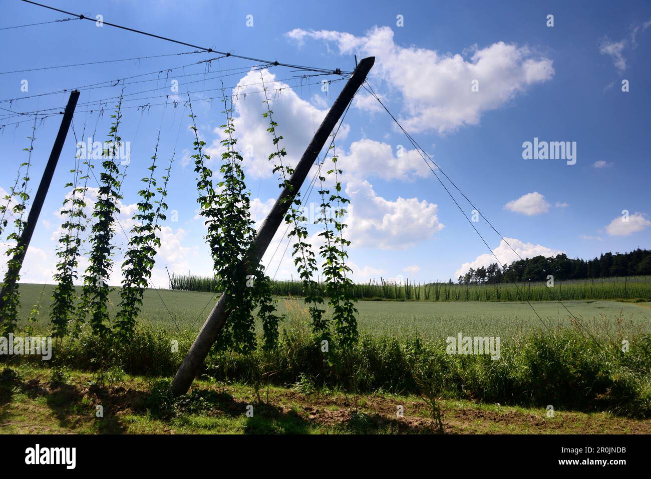 Hops cultivation in the Hallertau near Pfaffenhofen, Upper Bavaria ...