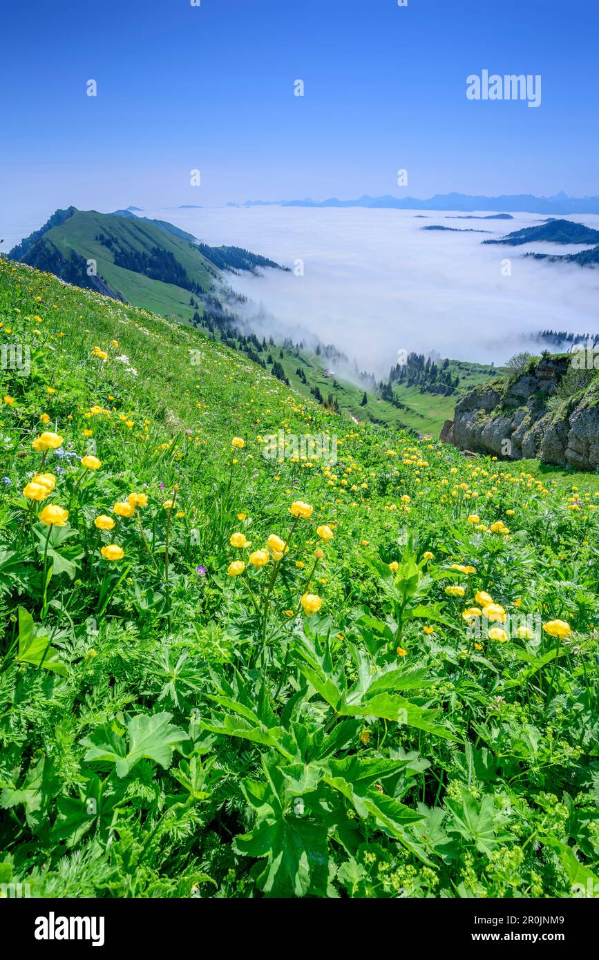 Meadow with globeflowers, Allgaeu Alps and valley fog in background ...