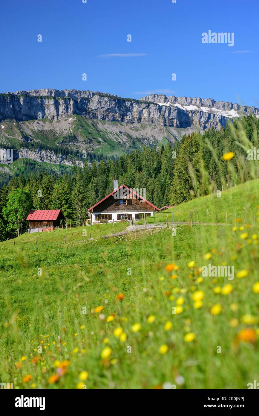 Meadow with flowers in front of alpine hut, Gottesackerwaende in ...