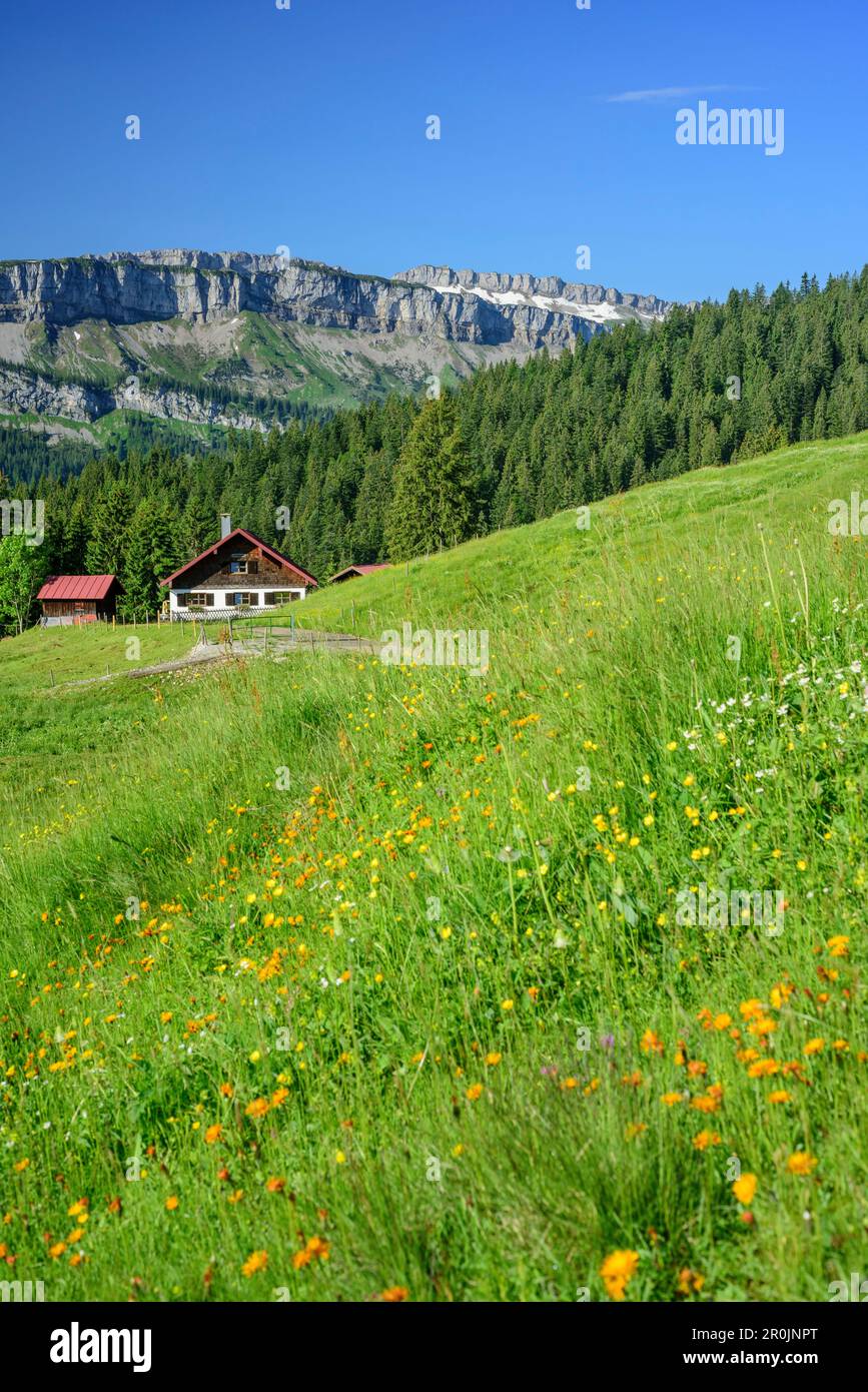 Meadow with flowers in front of alpine hut, Gottesackerwaende in ...