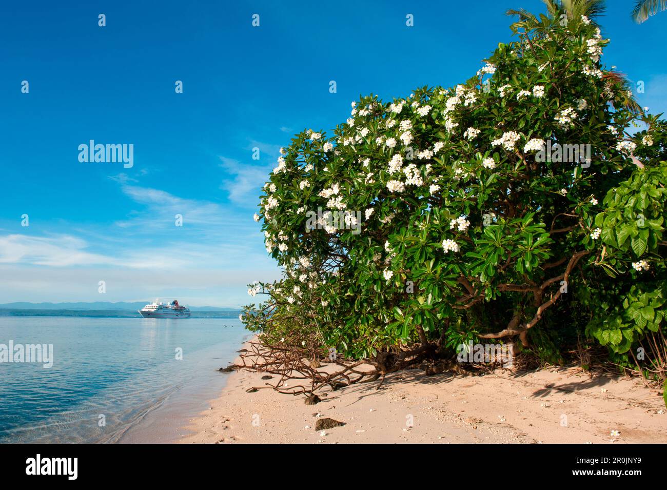 Flowering Frangipani (Plumeria) tree on beach and expedition cruise ...