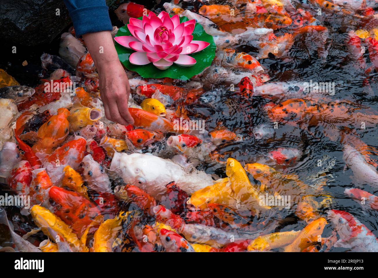 Hand touches Koi fish in pond at Jade Buddha Temple, Shanghai, Shanghai ...
