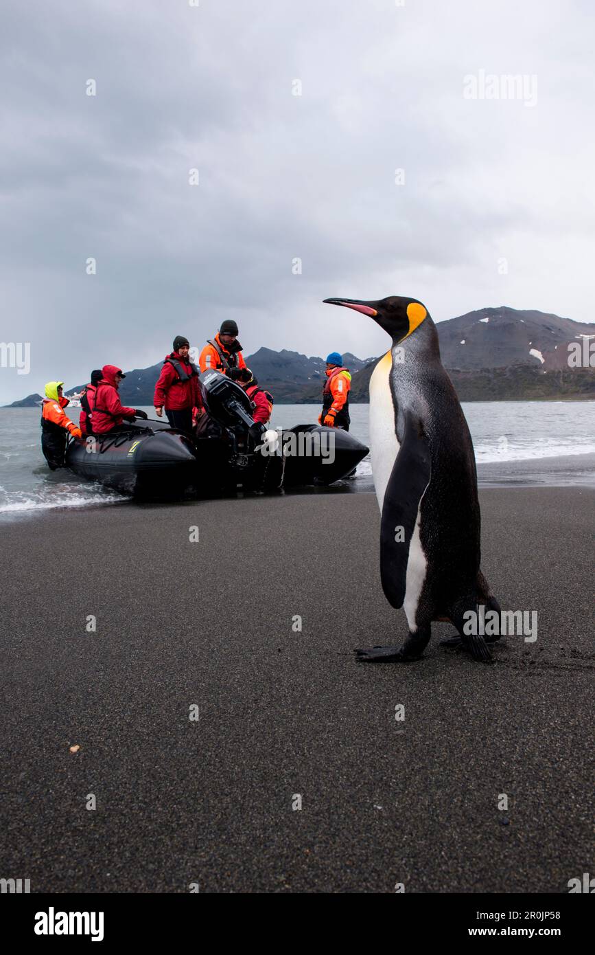 King penguin (Aptenodytes patagonicus) on beach with Zodiac dinghy from ...