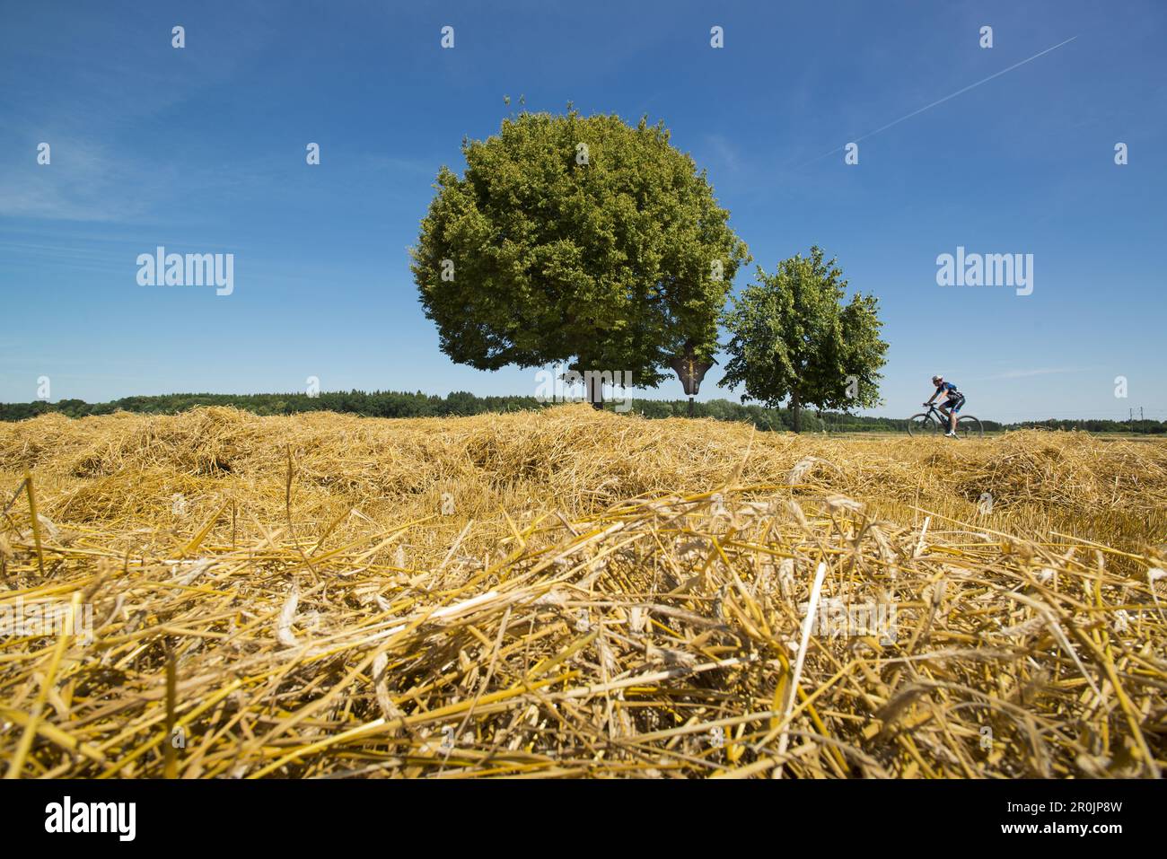 Cyclist on a ride through summer fields on the outskirts of Munich ...
