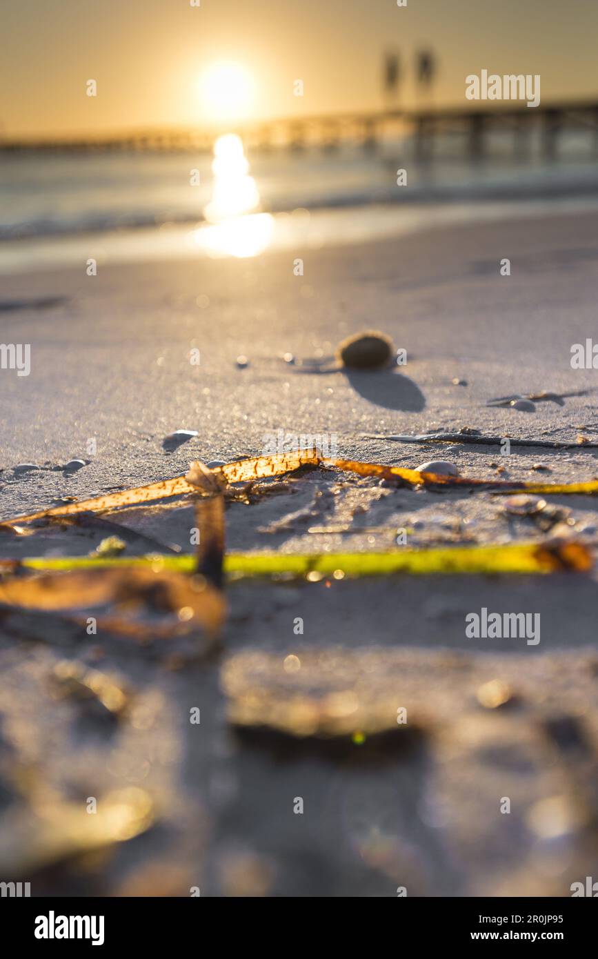Beach with seaweed and seaweed balls or neptune balls against the light ...