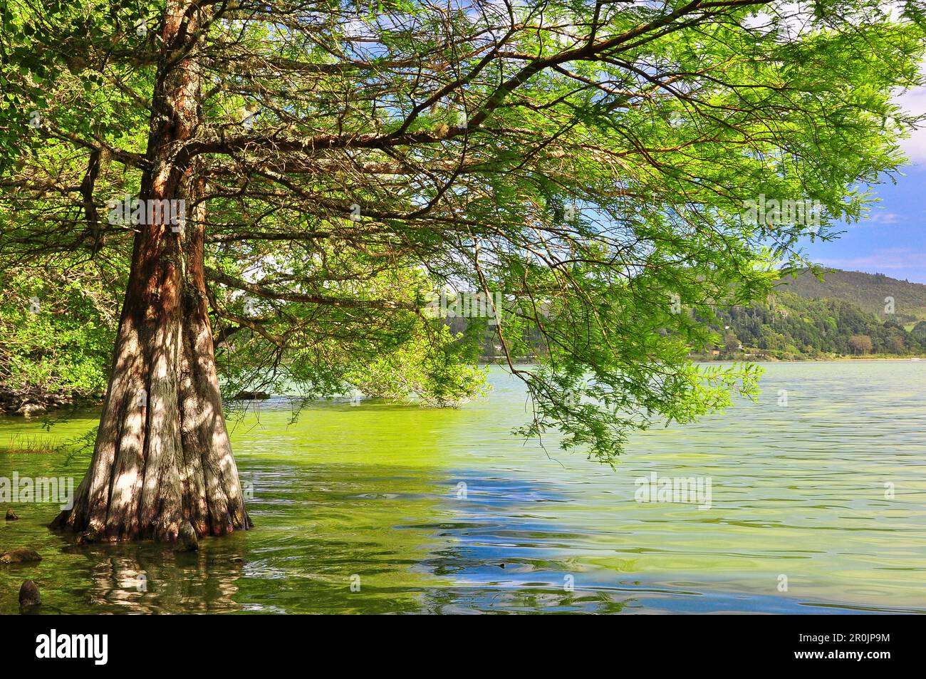 shore of crater lake Lagoa das Furnas with tree in the water, caldeira ...