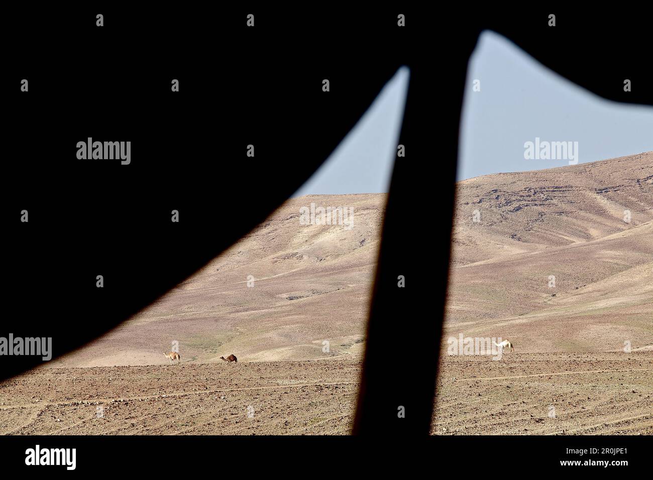 View from a bedouin tent to the desert with camels, Negev, Israel Stock ...