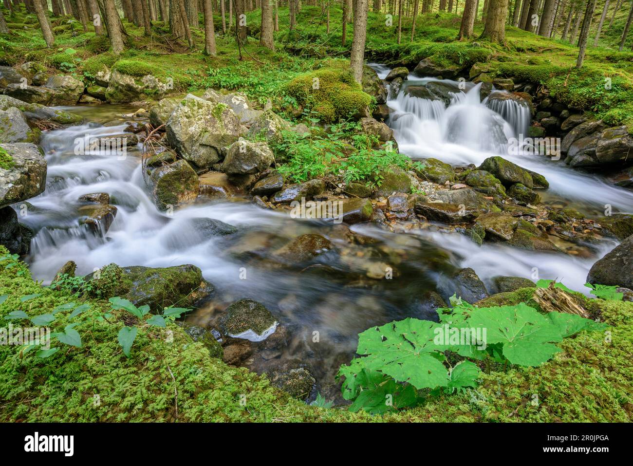 Two streams flowing through forest, Passo San Pellegrino, Dolomites ...