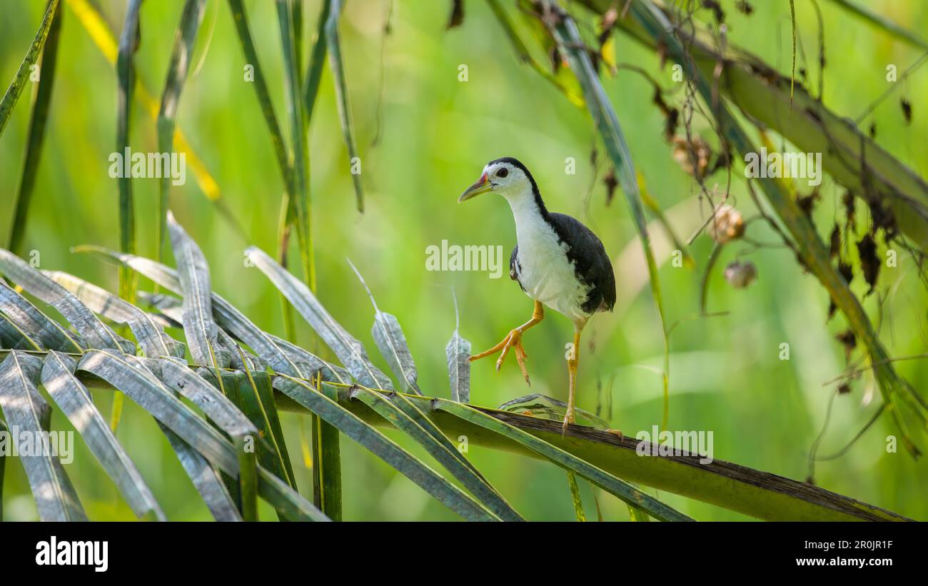 White-breasted Waterhen standing on the fronds Stock Photo - Alamy