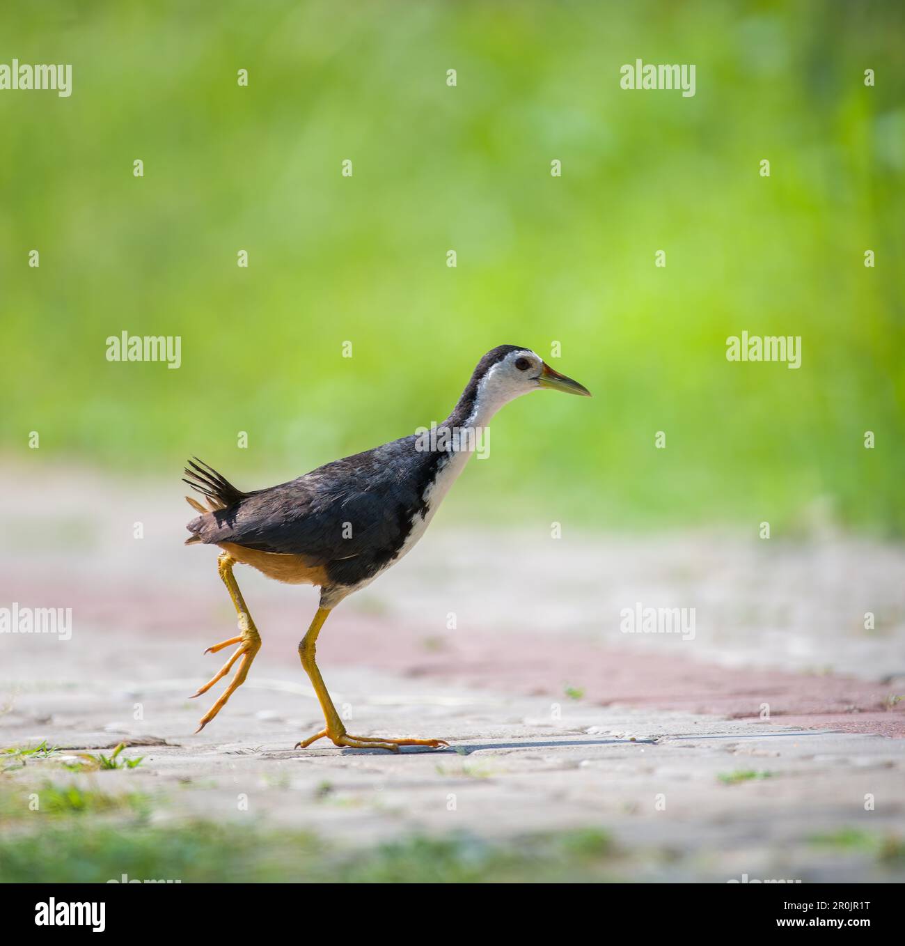 White-breasted Waterhen crosses the road to search for food. soft ...