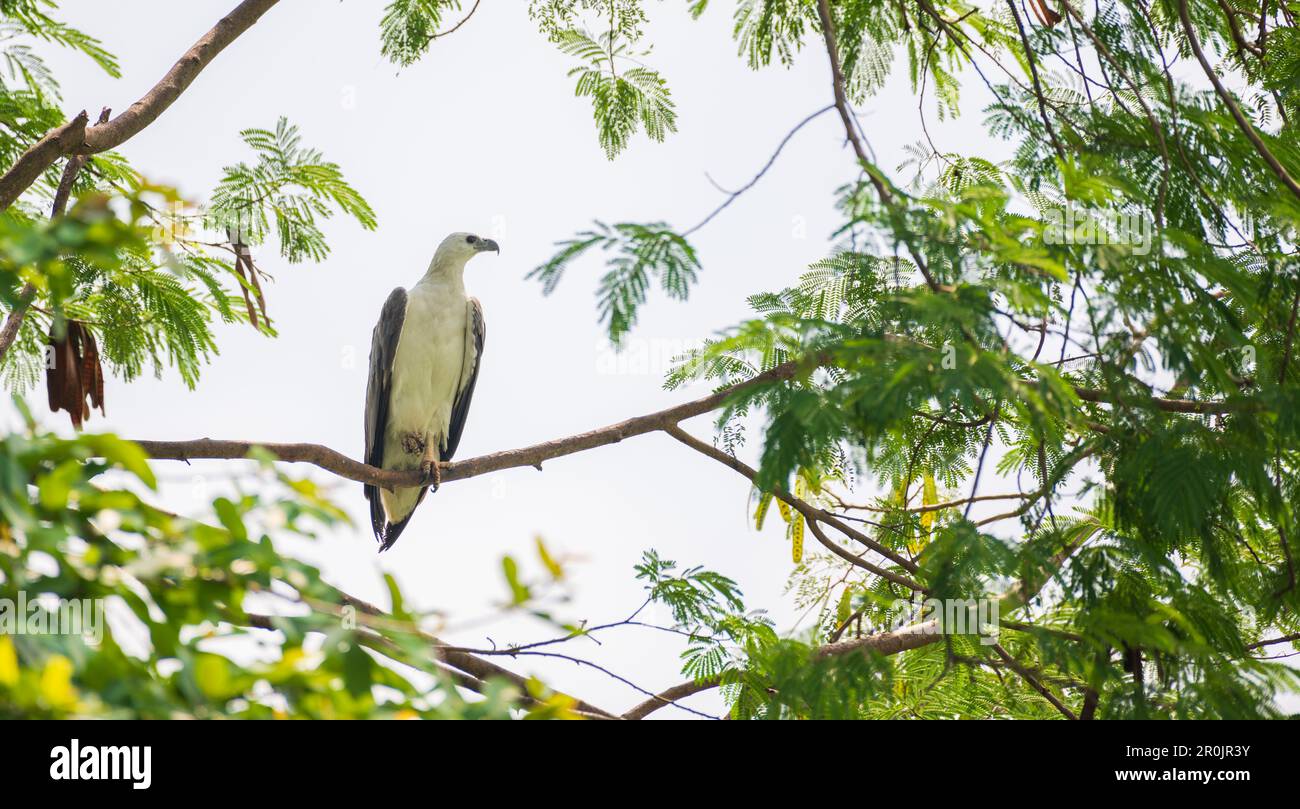 White-breasted sea eagle perch on a tree branch near the Kumbichchan ...