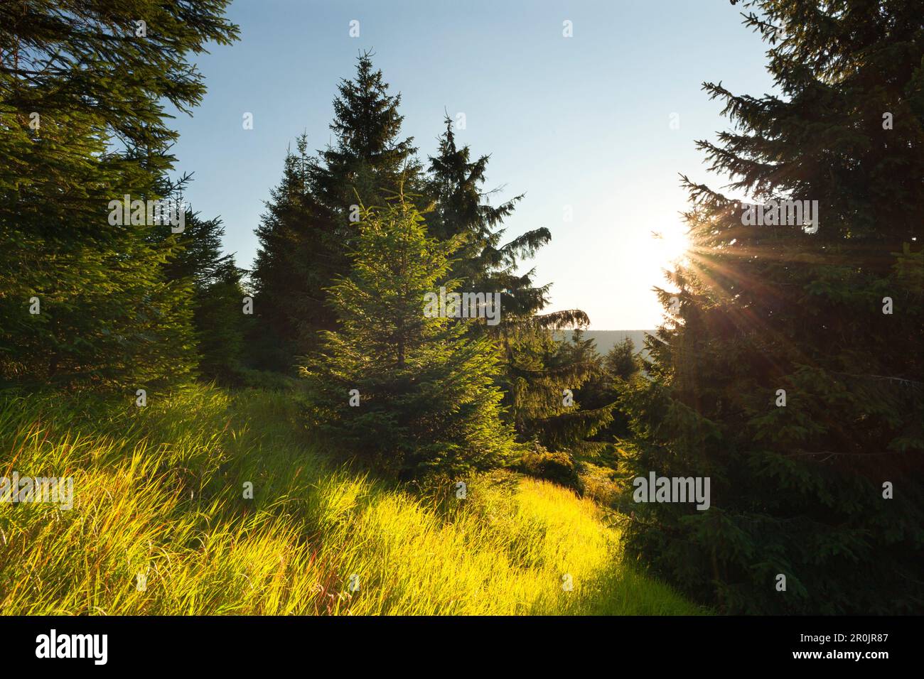 Sunset at Schneekopf hill, nature park Thueringer Wald, Thuringia ...