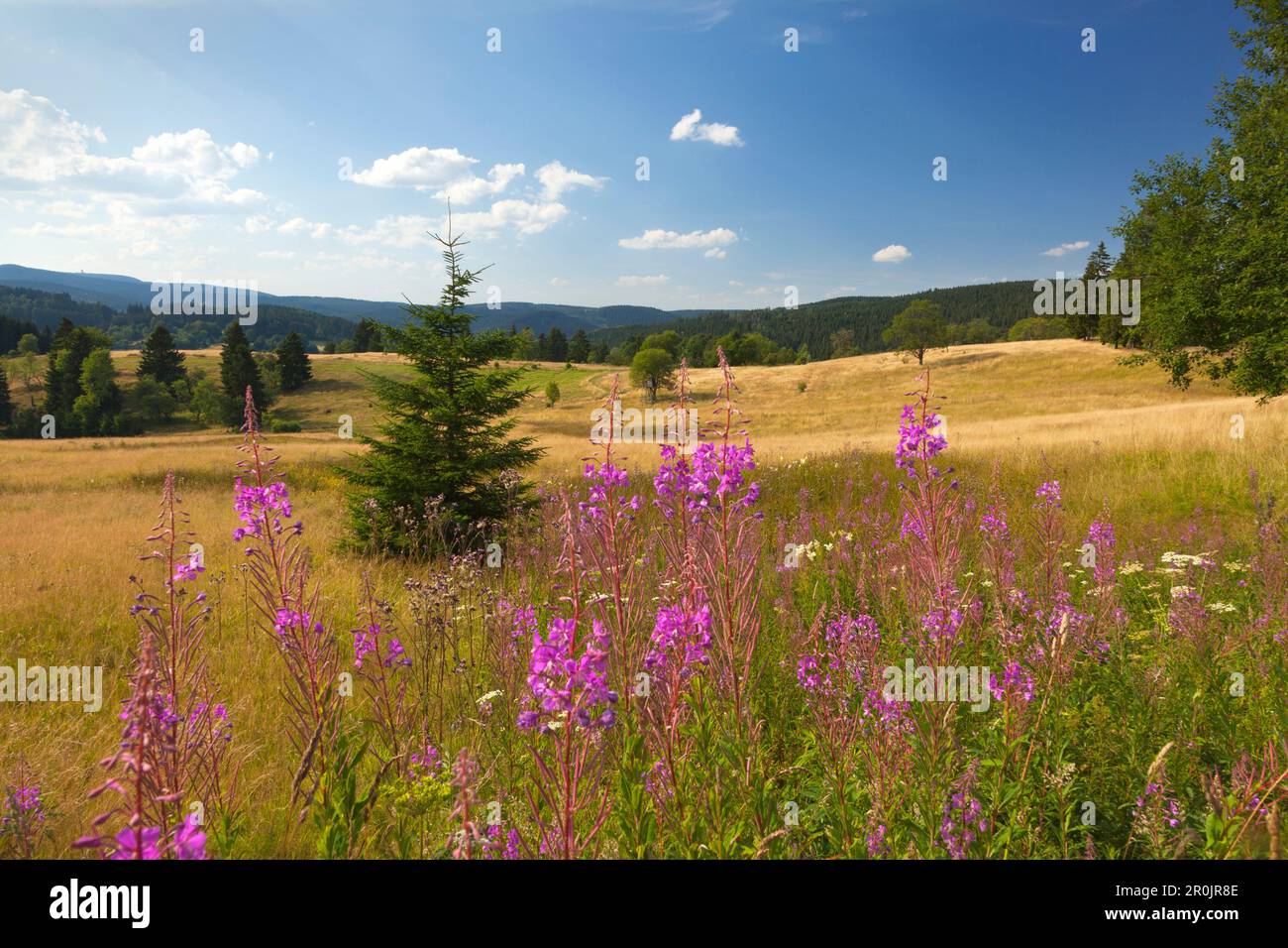 Willow-herb, Rennsteig hiking trail, near Stuetzerbach, nature park ...
