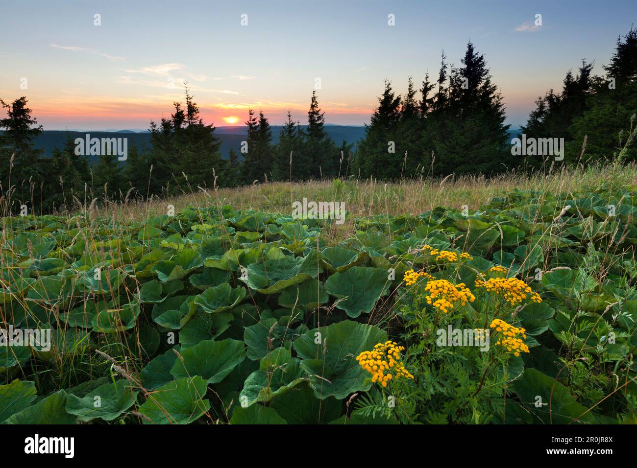 Sunset at Schneekopf hill, nature park Thueringer Wald, Thuringia ...