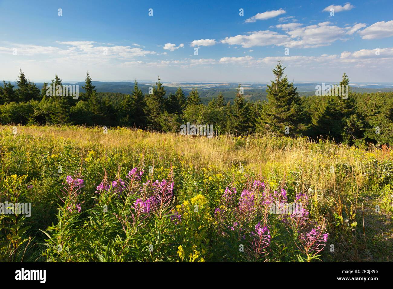Thueringer hi-res stock photography and images - Alamy