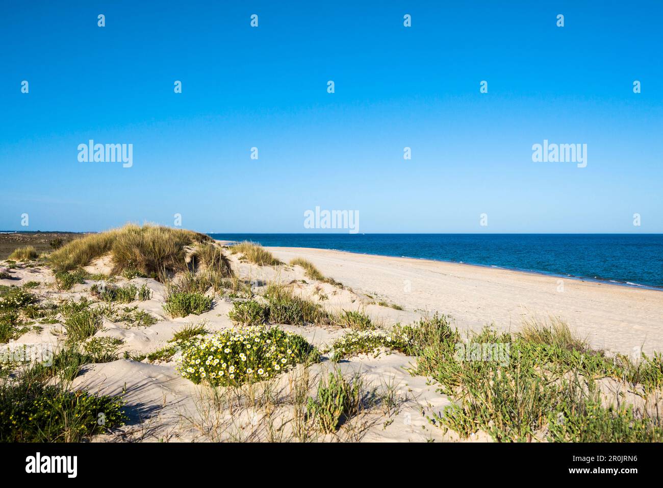 Beach and dunes, Ilha de Tavira, Algarve, Portugal Stock Photo - Alamy