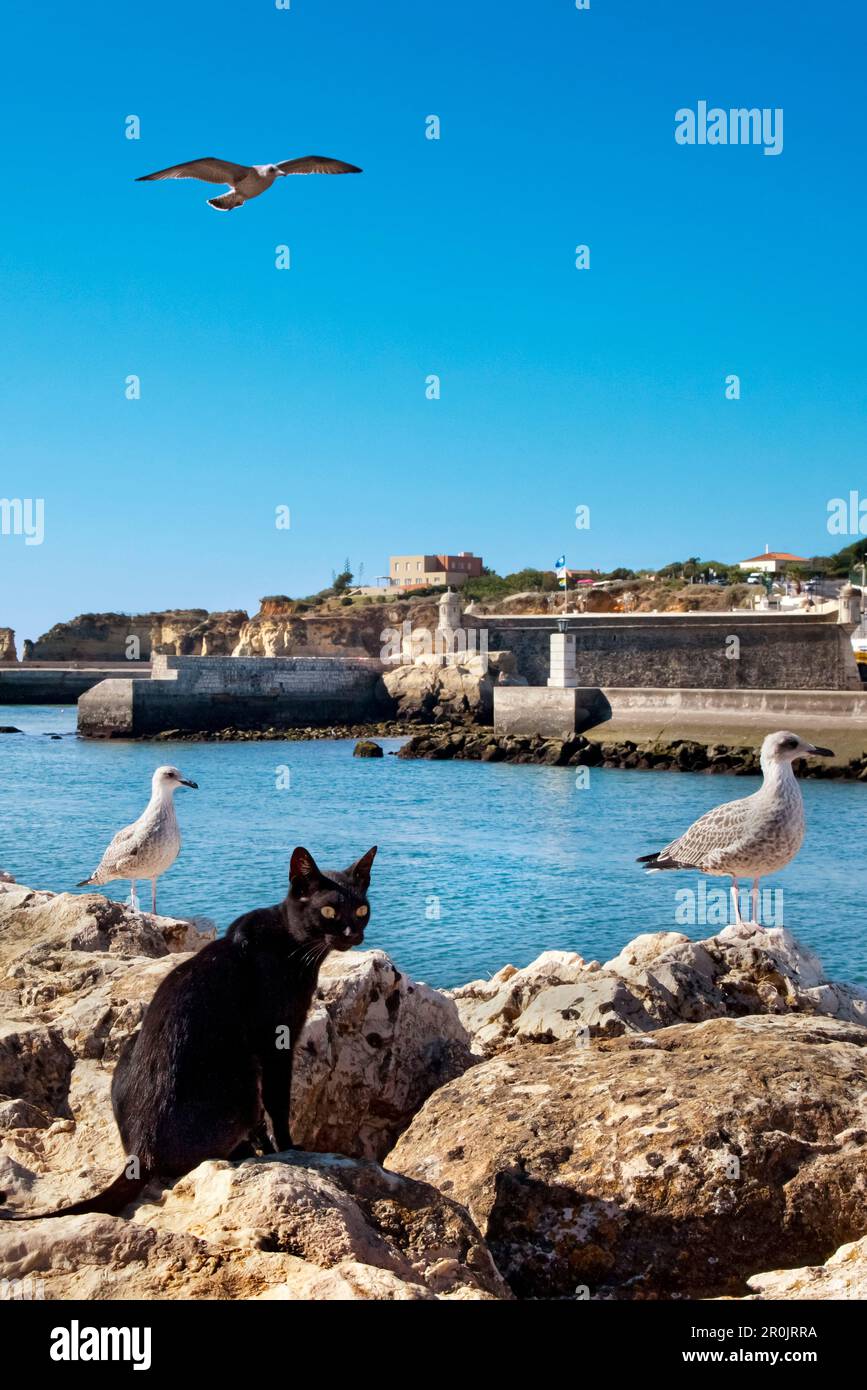 Cat and seagulls, castle Forte da Bandeira, Lagos, Algarve, Portugal ...