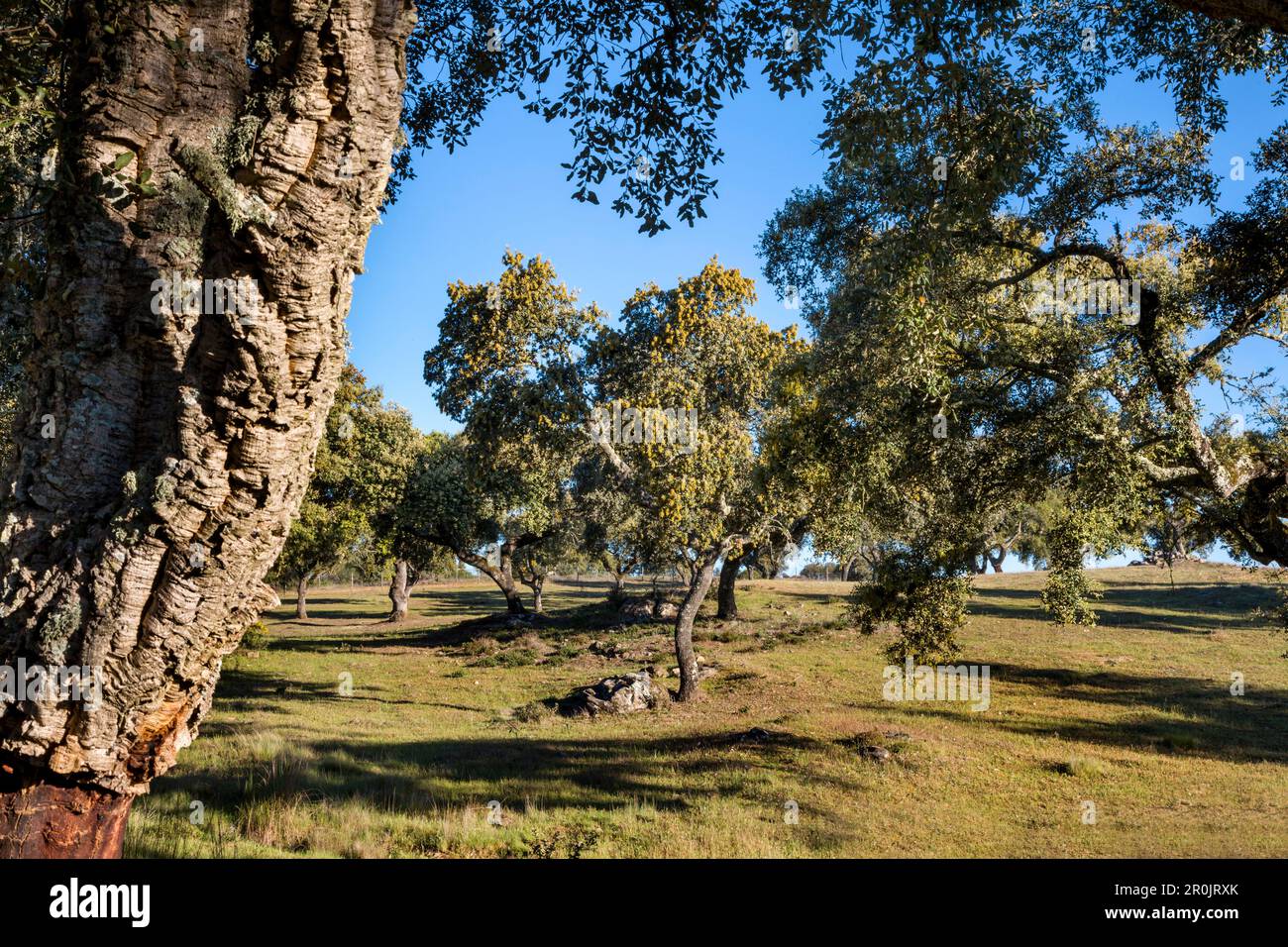Cork oaks, Alentejo, Portugal Stock Photo - Alamy