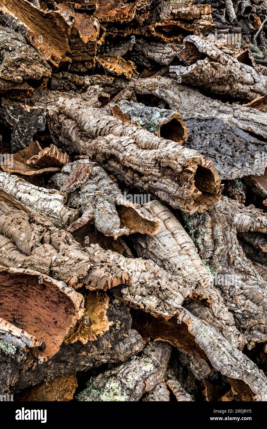 Cork oak tree full view hi-res stock photography and images - Alamy