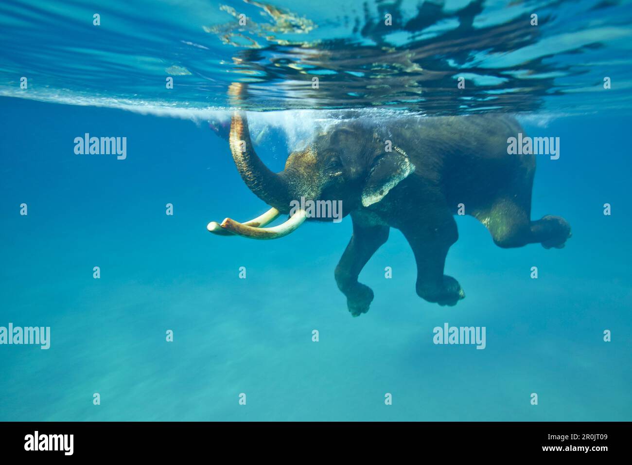 Swimming elephant, Havelock Island, Andaman Islands, Union Territory ...