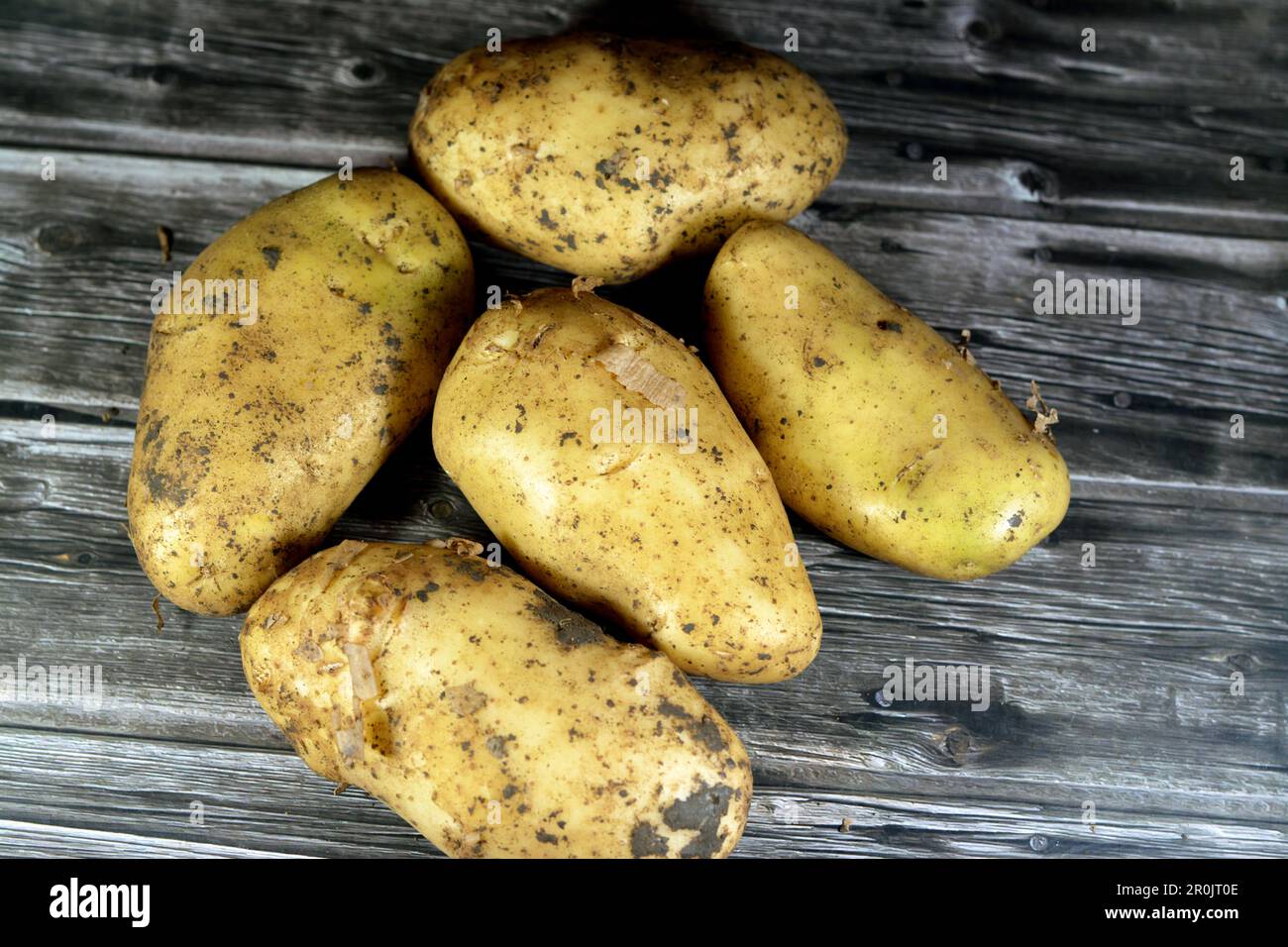 The potato, a starchy food, a tuber of the plant Solanum tuberosum and ...