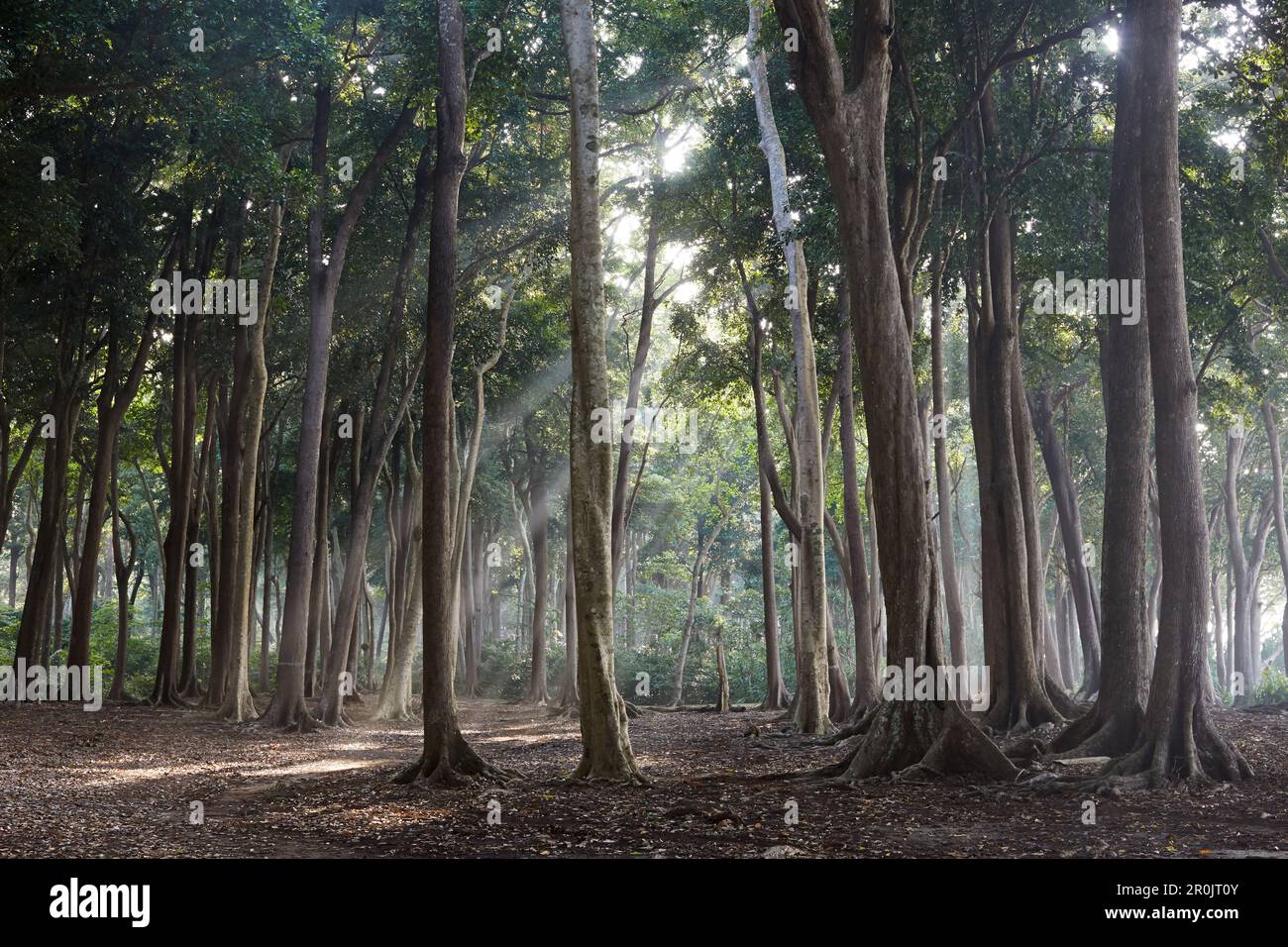 Badak trees, forest, Havelock Island, Andaman Islands, Union Territory ...