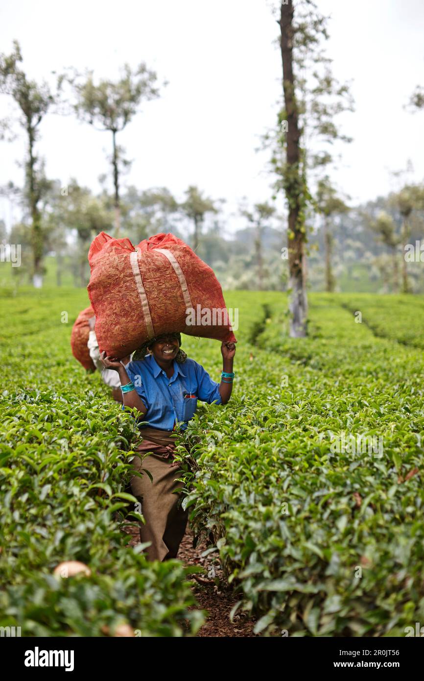 Tea picker with 20 kg tea leaves on her head, walking between tea trees ...