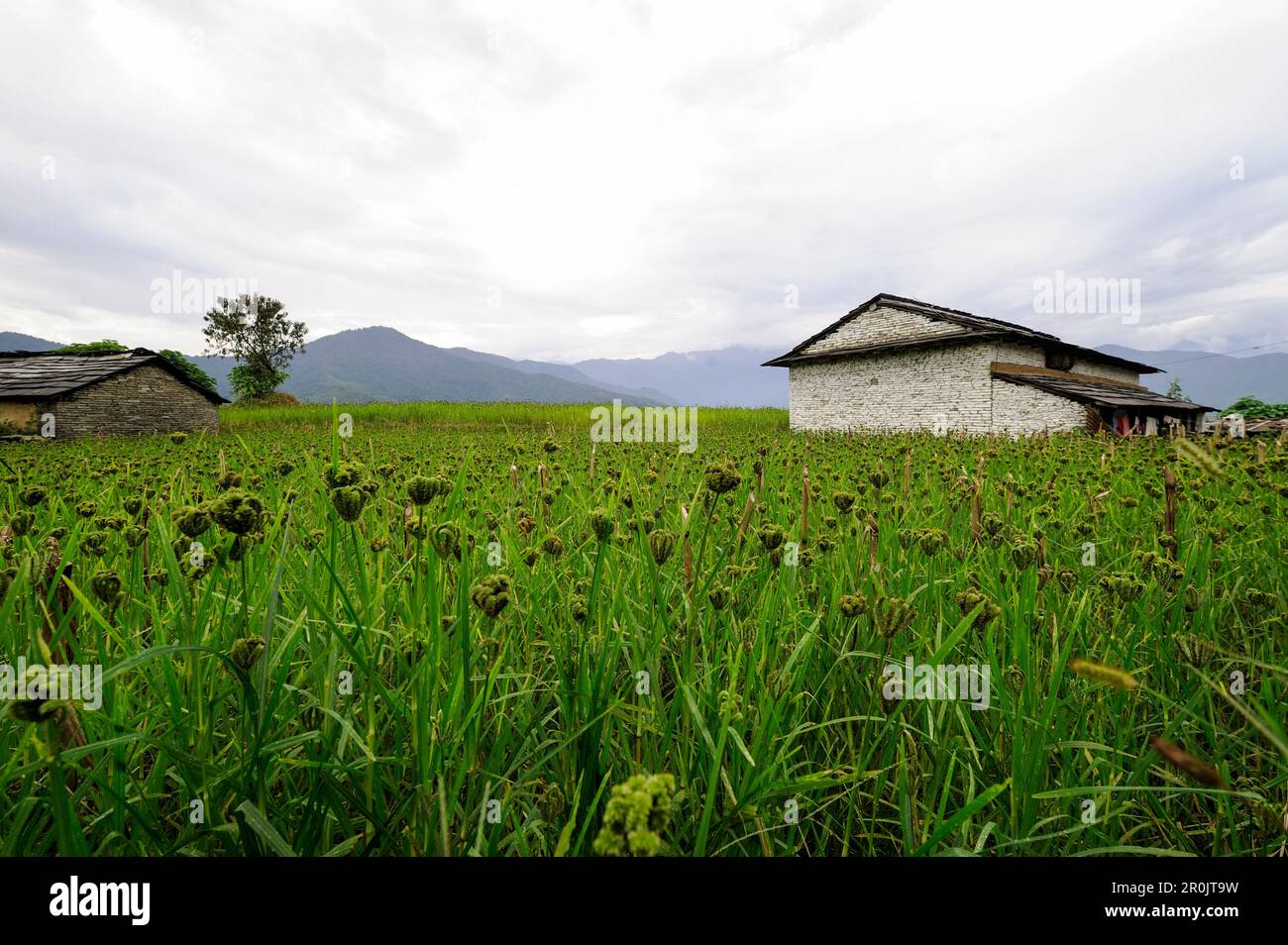 Millet field in the Annapurna Region, Nepal, Asia Stock Photo - Alamy