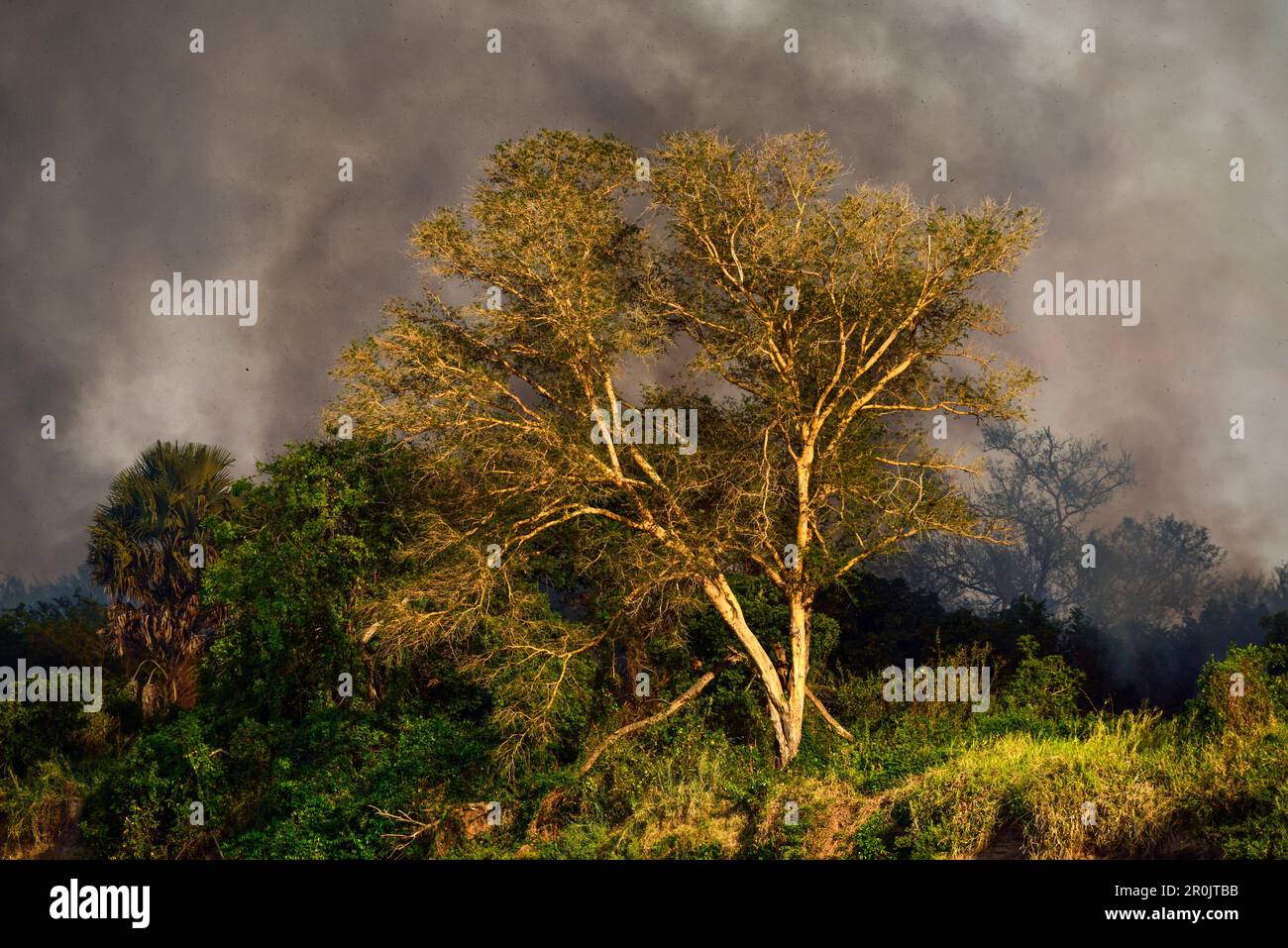 Bush fire in Selous nature reserve, Tanzania, Africa Stock Photo - Alamy