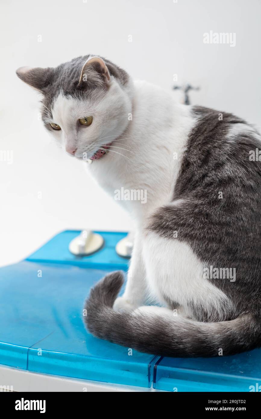 adorable domestic cat with beautiful white and gray fur, mammal animal ...