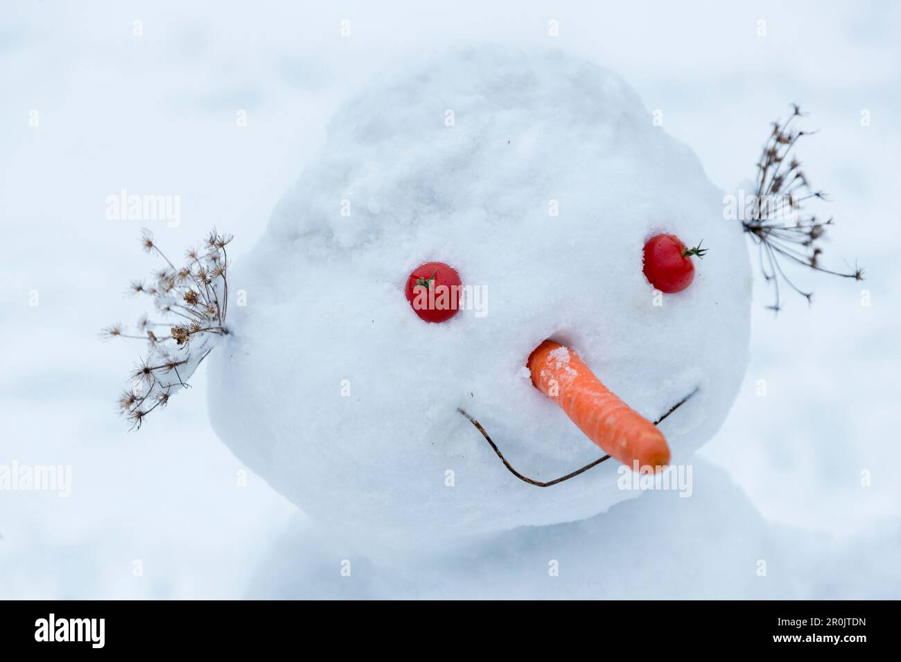 Snowman with carrot nose and tomato eyes, smiling, laughing, Winter ...